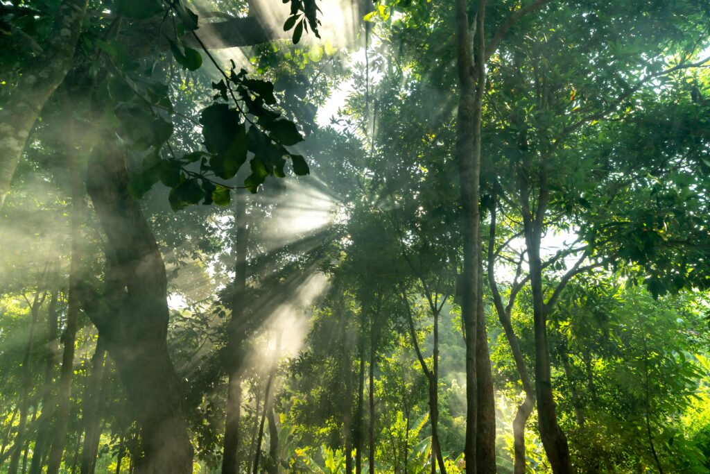 Por qué son importantes los árboles para el medio ambiente y la vida