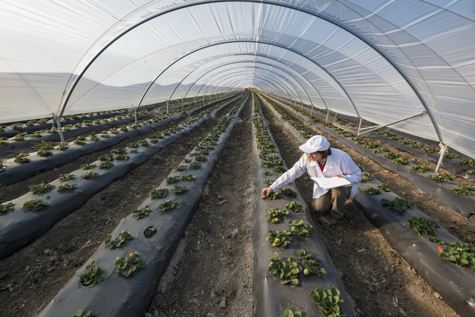 Qué Es Un Ingeniero Agrónomo Y Cuáles Son Sus Funciones Principales